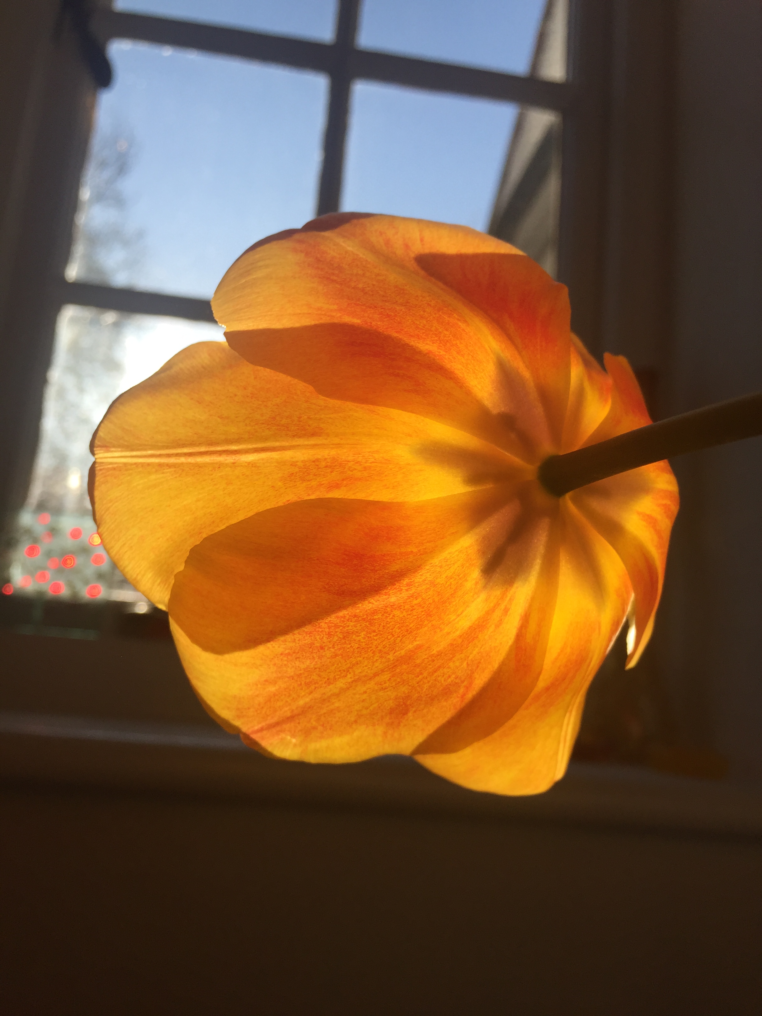 Photo Competition – Flowers Selection | Brentham Garden Suburb